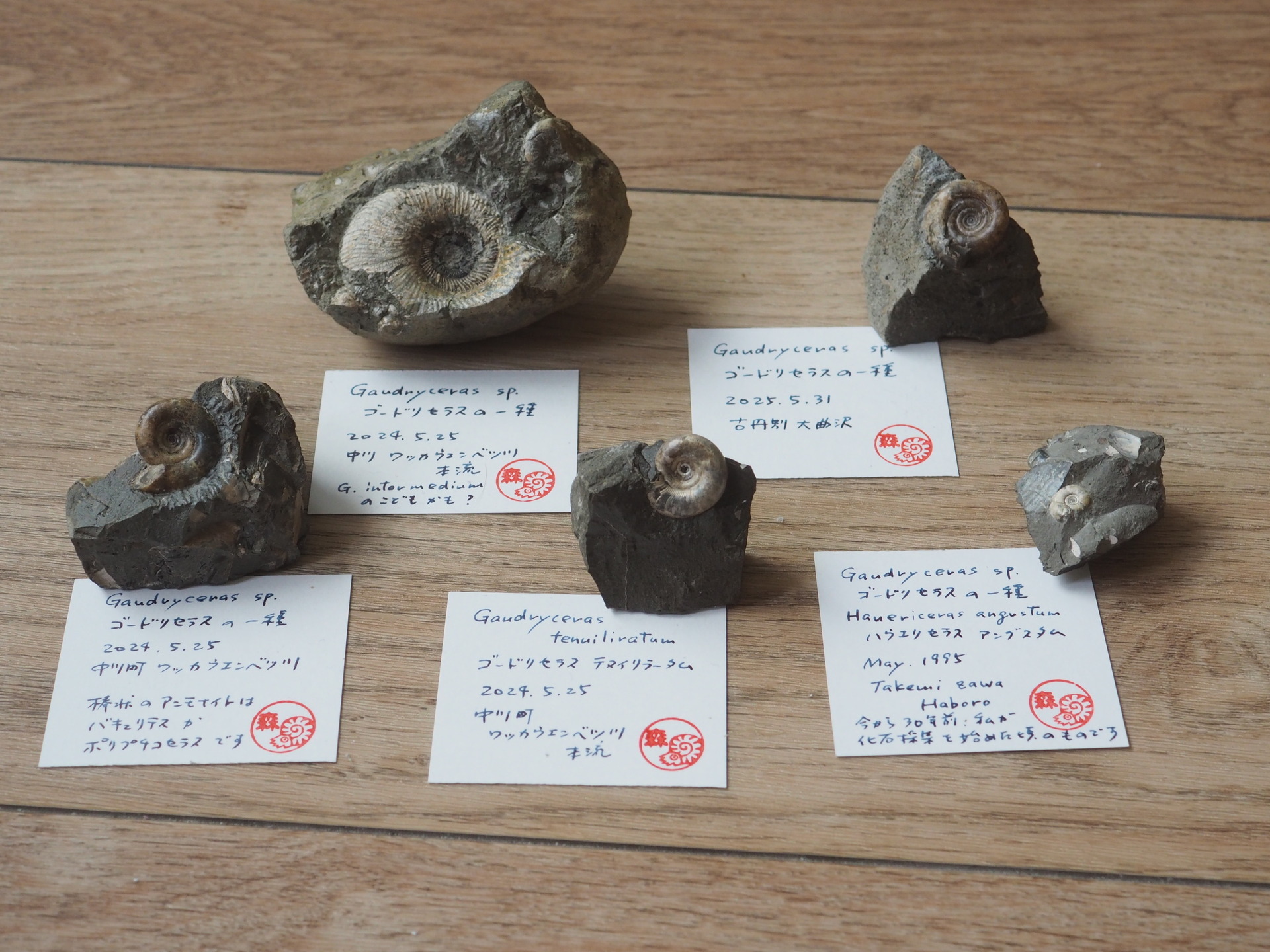 沼田町化石体験館の紹介: 北海道＠アンモナイト日記